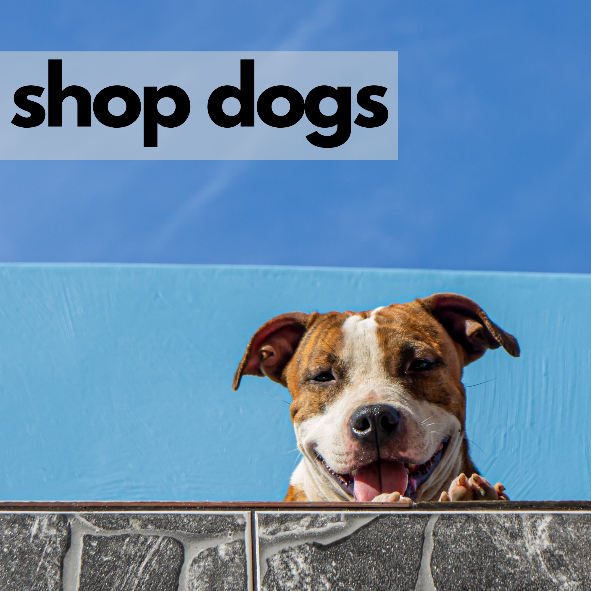 Dog Essentials Unleashed – Walling Studio